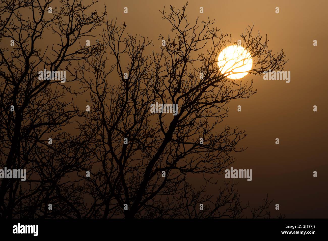 a sunny winter evening tree Stock Photo - Alamy