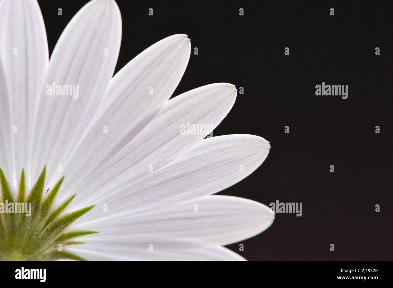 Black daisy hi-res stock photography and images - Alamy