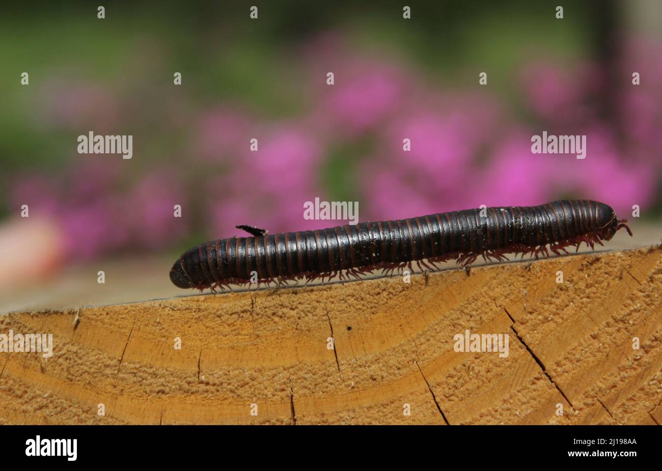 Millipede on Garden Fence outdoors in East Texas Close up Stock Photo ...