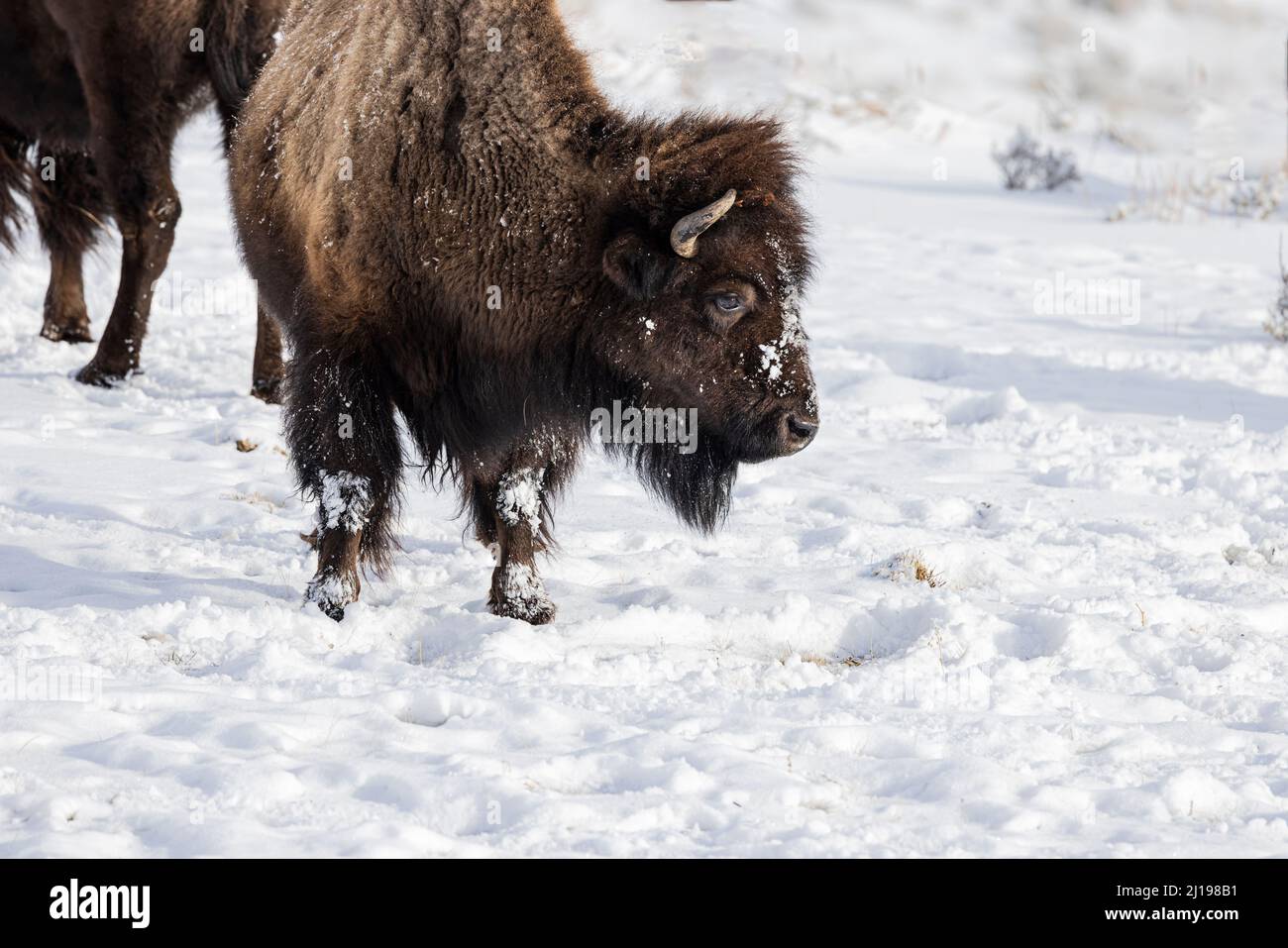 Bison in the snow in Yellowstone National Park Stock Photo - Alamy