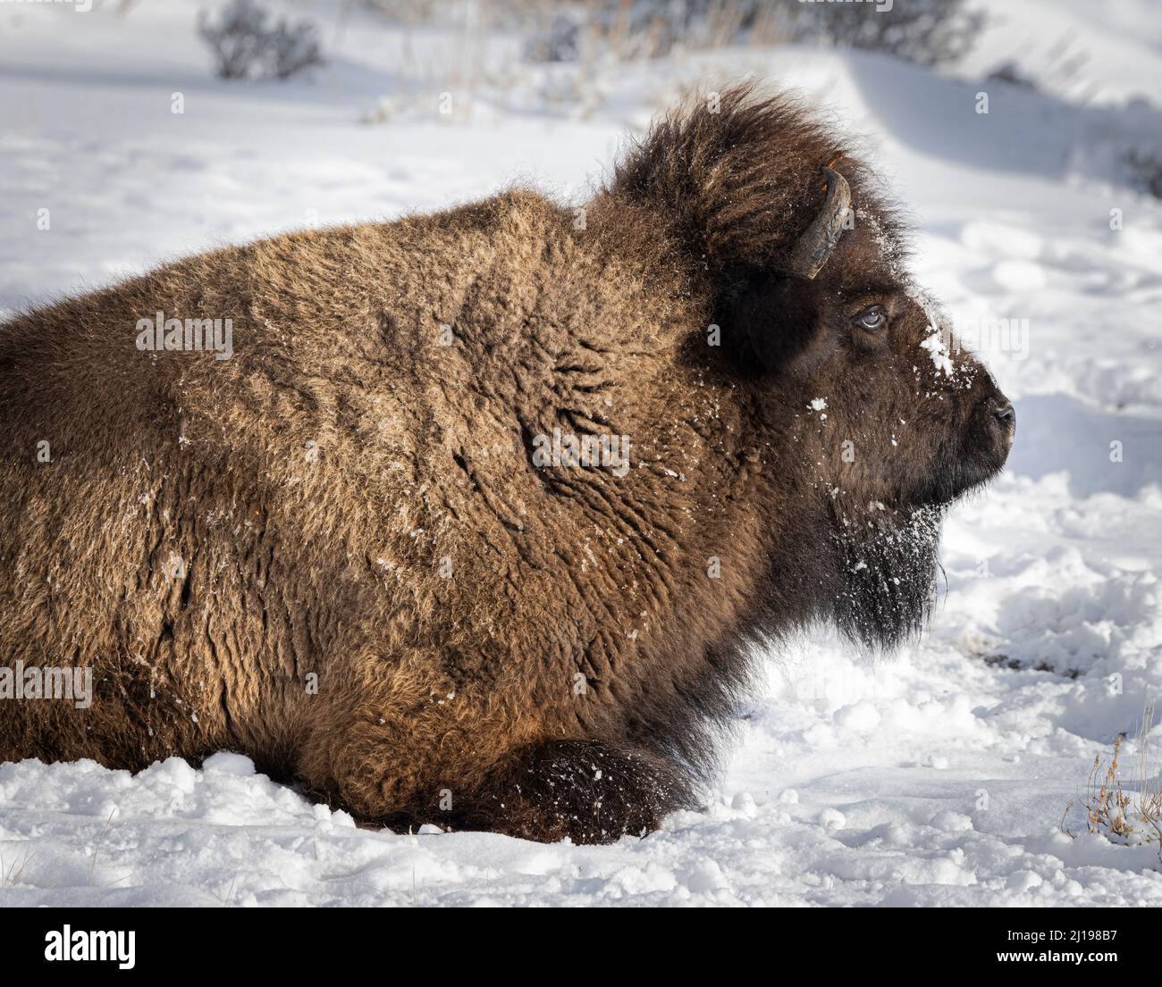Bison in the snow in Yellowstone National Park Stock Photo - Alamy