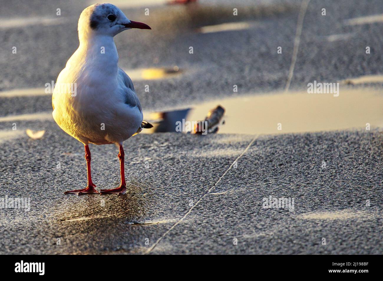 A cute seagull on the beach Stock Photo - Alamy