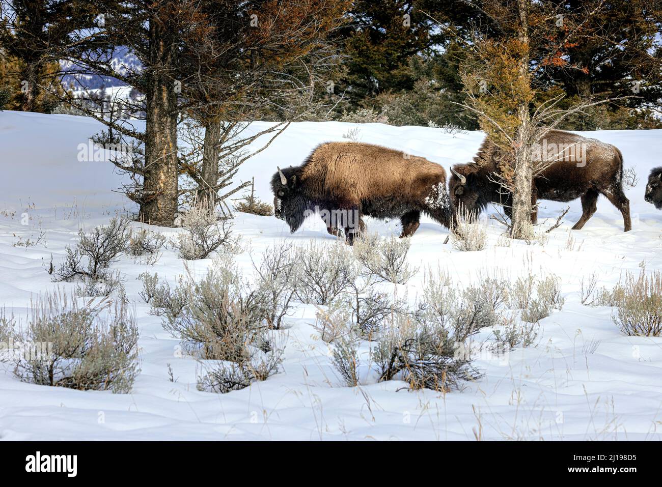 Bison in the snow in Yellowstone National Park Stock Photo - Alamy