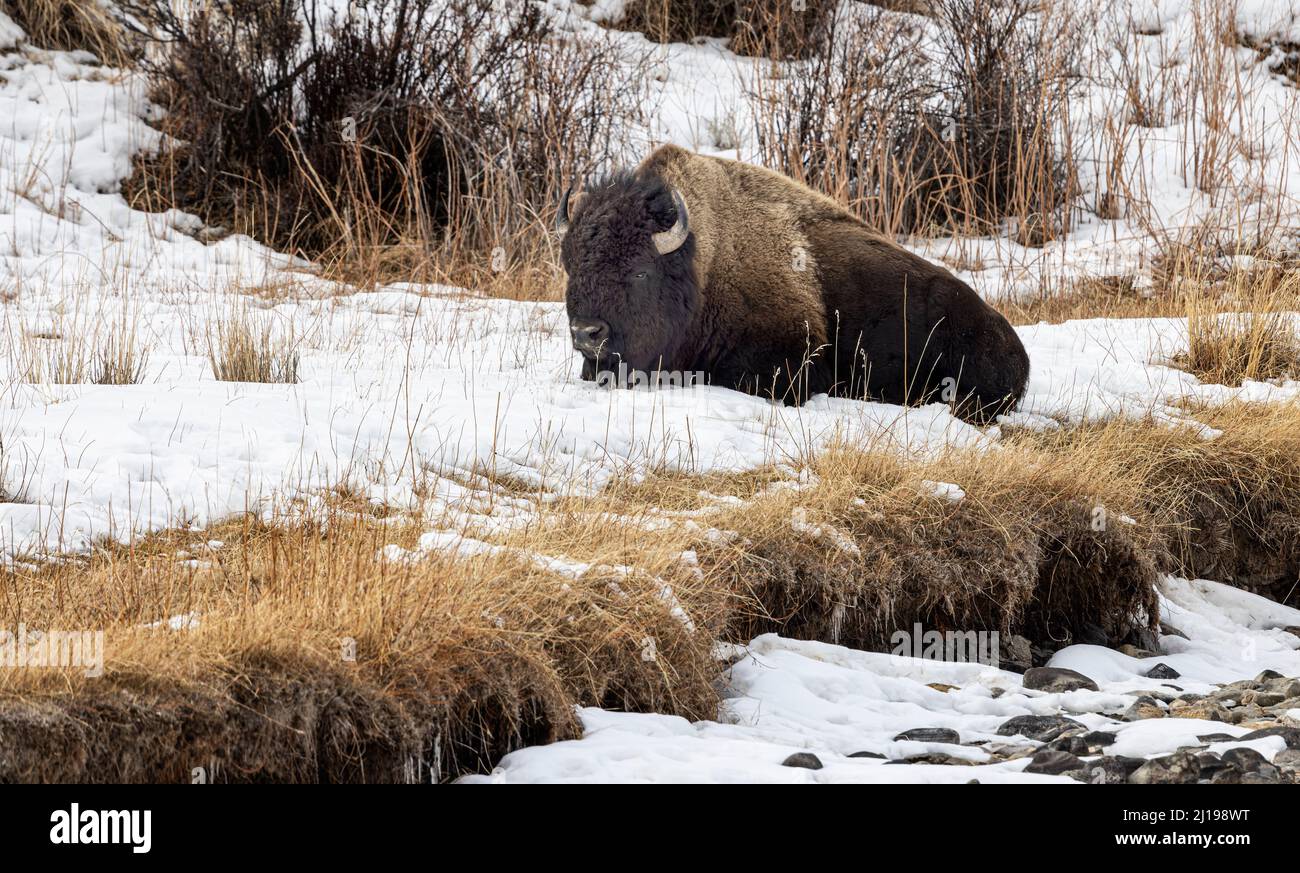 Bison in the snow in Yellowstone National Park Stock Photo - Alamy