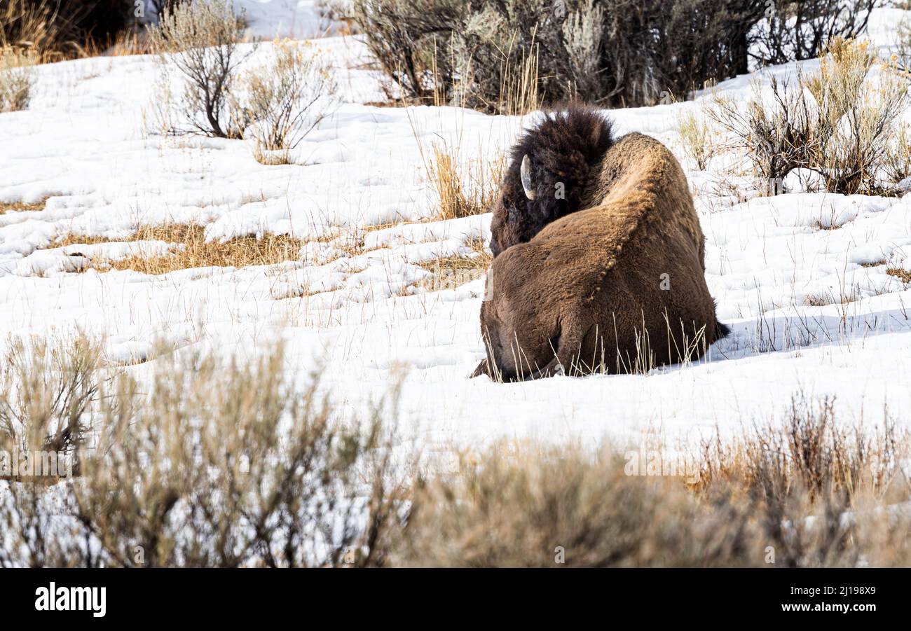 Bison in the snow in Yellowstone National Park Stock Photo - Alamy