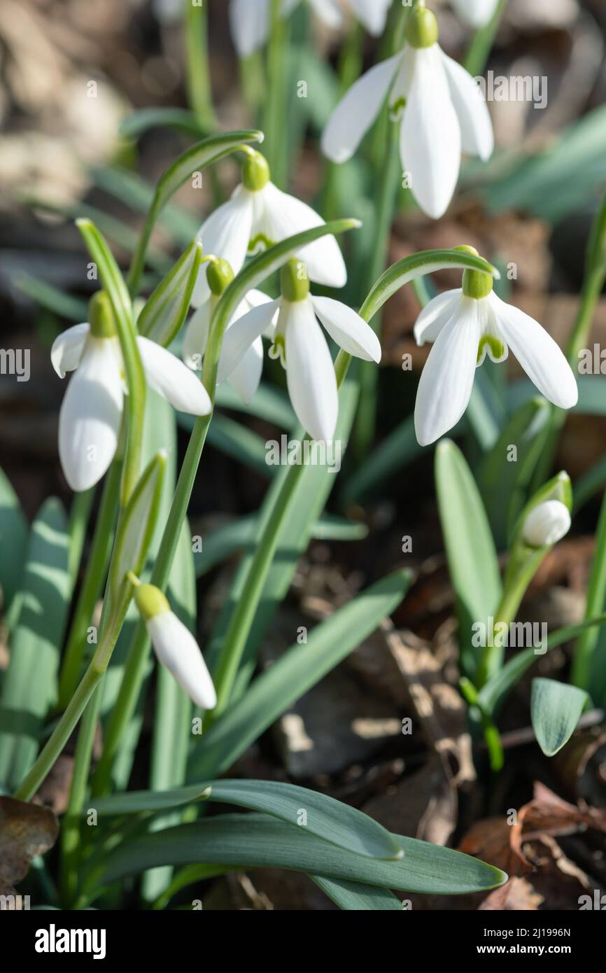 Closeup flower vertical white hi-res stock photography and images - Alamy