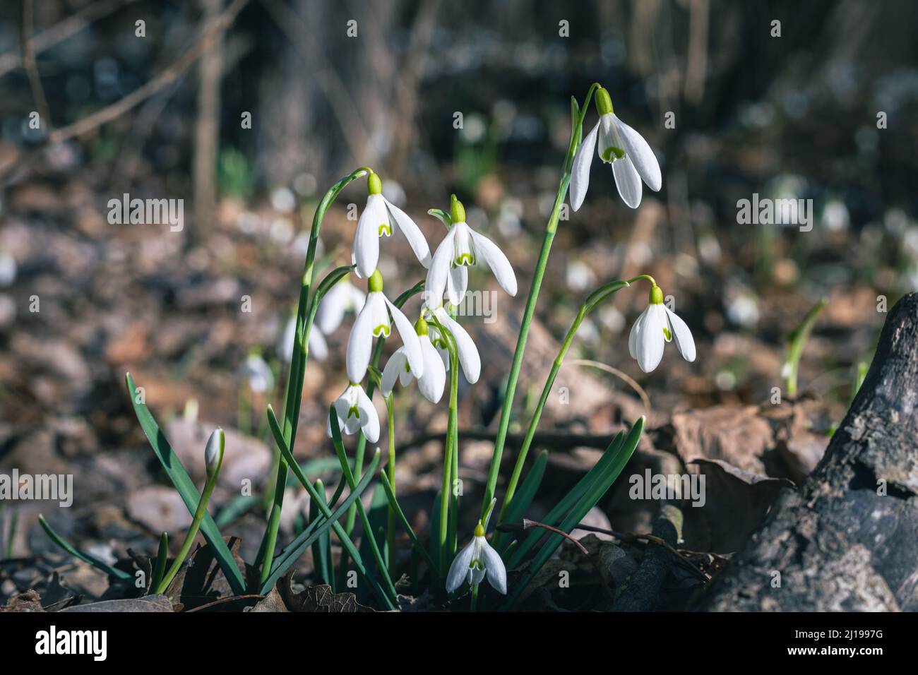 Group of snowdrops hi-res stock photography and images - Alamy
