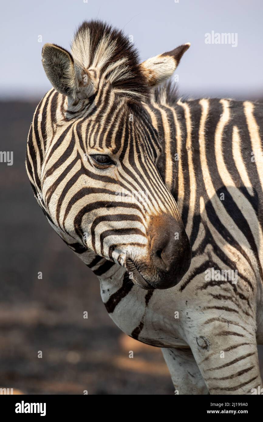 Plains Zebra, Kruger National Park Stock Photo - Alamy