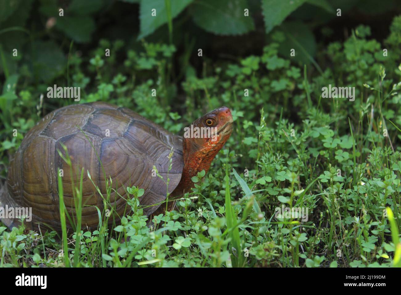 Box Turtle Roaming Through Yard in East Texas Stock Photo - Alamy
