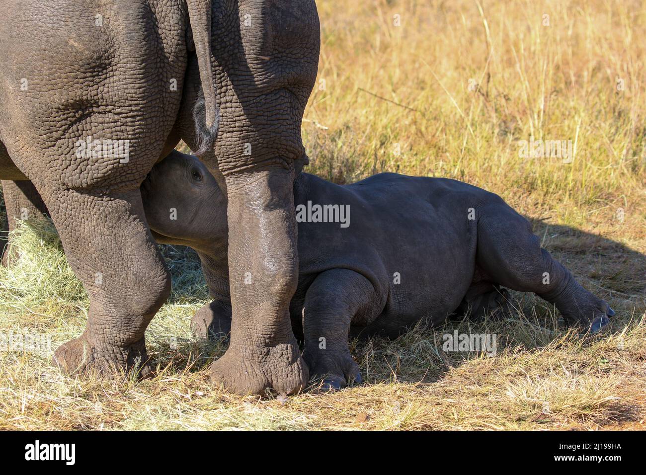 Suckling White Rhino calf, Kruger National Park Stock Photo - Alamy
