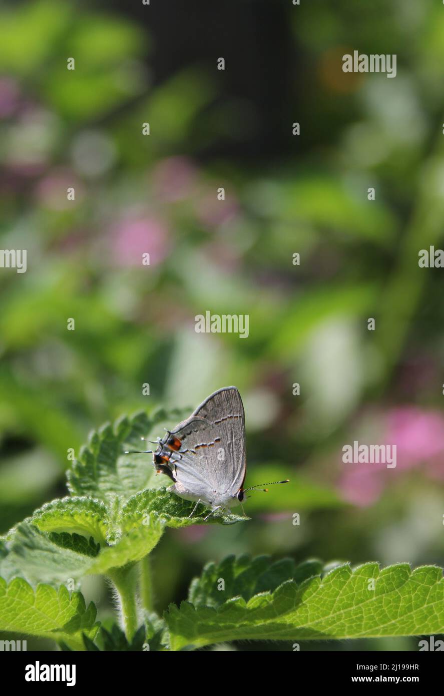 Gray Hairstreak Butterfly - Strymon melinus on Lantana Leaf outdoors in ...