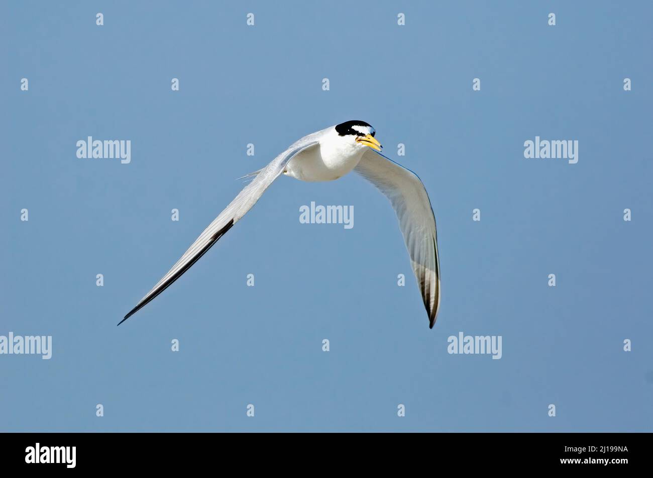 Least tern (Sternula antillarum) in flight Stock Photo - Alamy