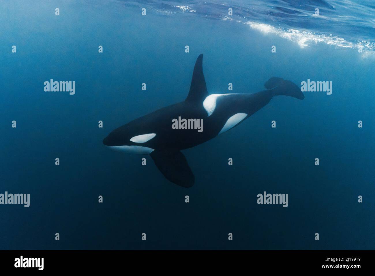 The orca or killer whale is a toothed whale belonging to the oceanic ...