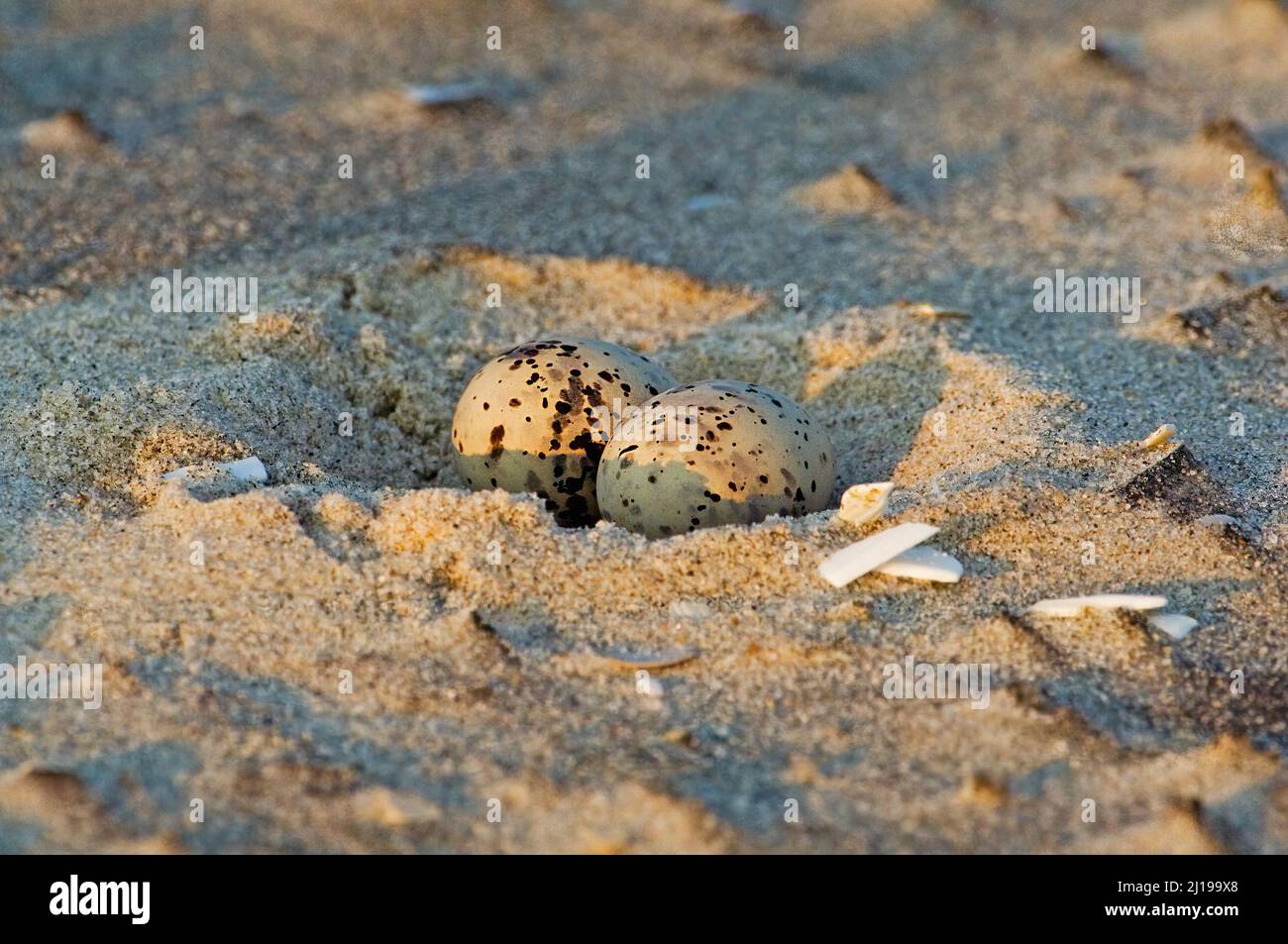 Least tern (Sternula antillarum) eggs in shallow scrape on sandy beach ...