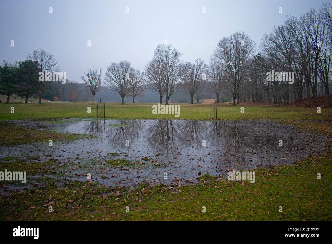 Barren oak trees on a slightly foggy afternoon, with their reflections ...