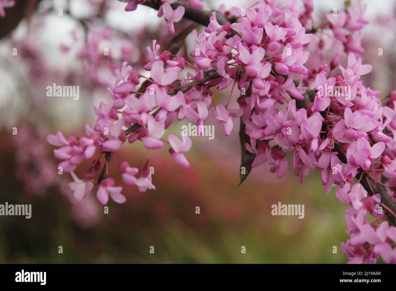 Texas Redbud Tree Cercis canadensis Shallow DOF Stock Photo - Alamy