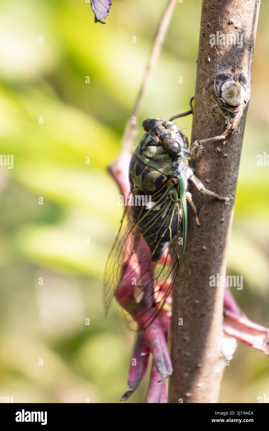 Loud insect hi-res stock photography and images - Alamy