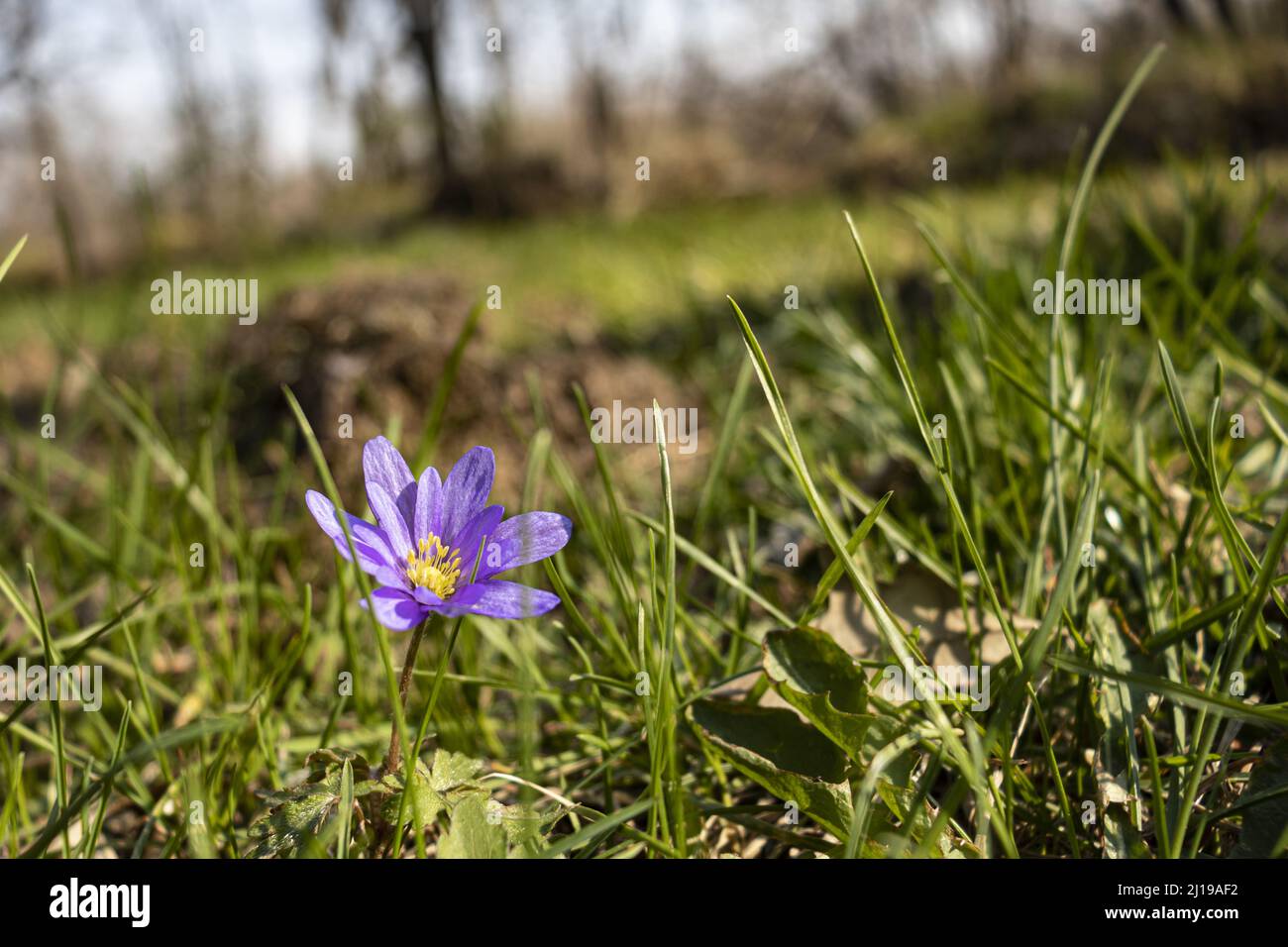 A soft focus of a beautiful purple anemone flower blooming at a field ...