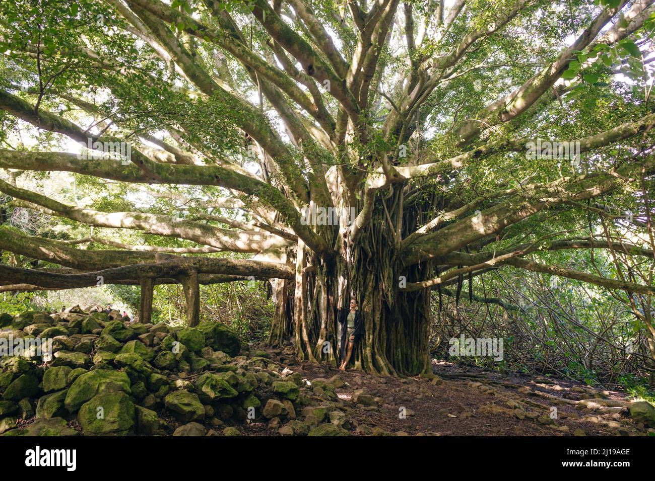 Giant banyan tree in hawaii hi-res stock photography and images - Alamy