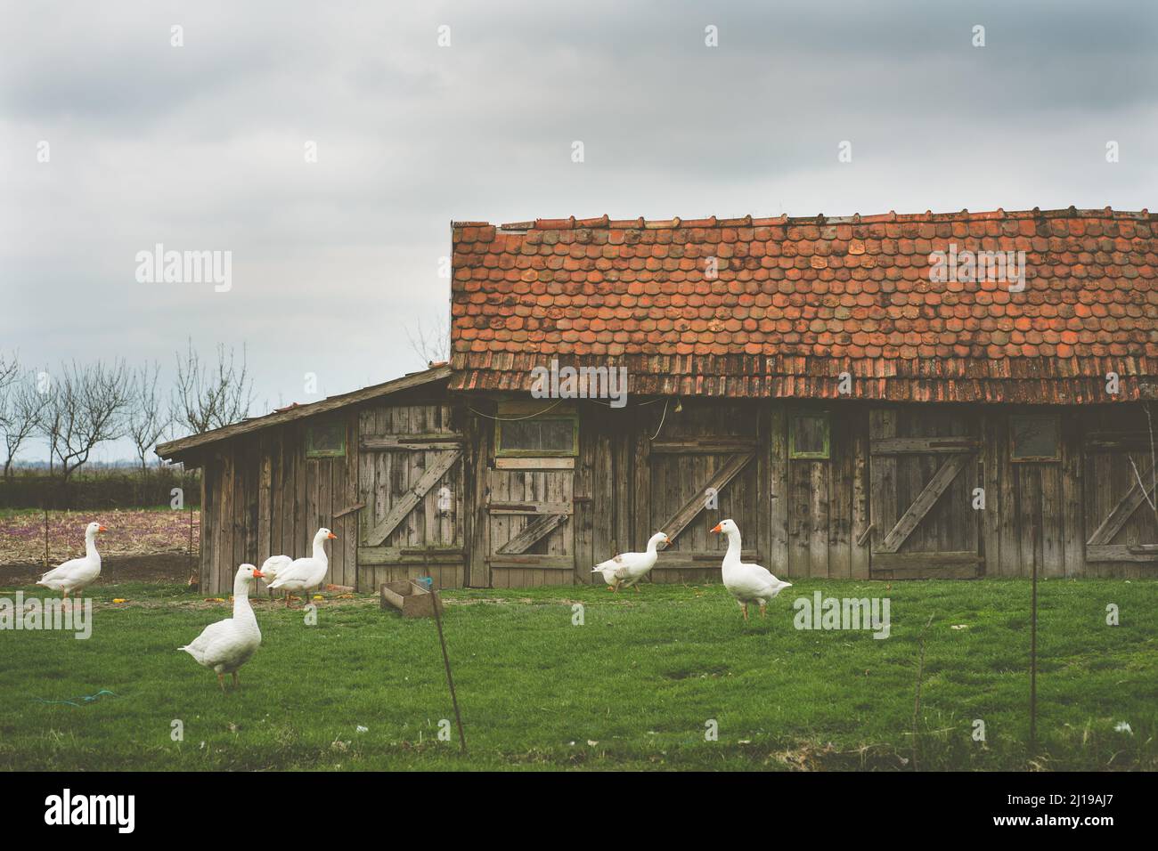 The geese in front of the wooden barn Stock Photo - Alamy