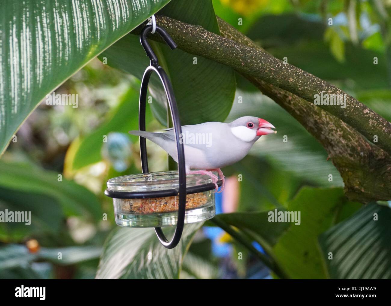 Close up of a grey color of Java Rice Finch perching by a bird feeder ...