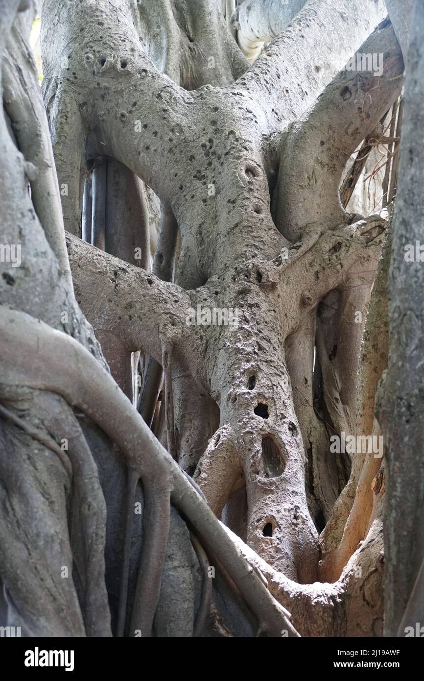 Ficus altissima hi-res stock photography and images - Alamy