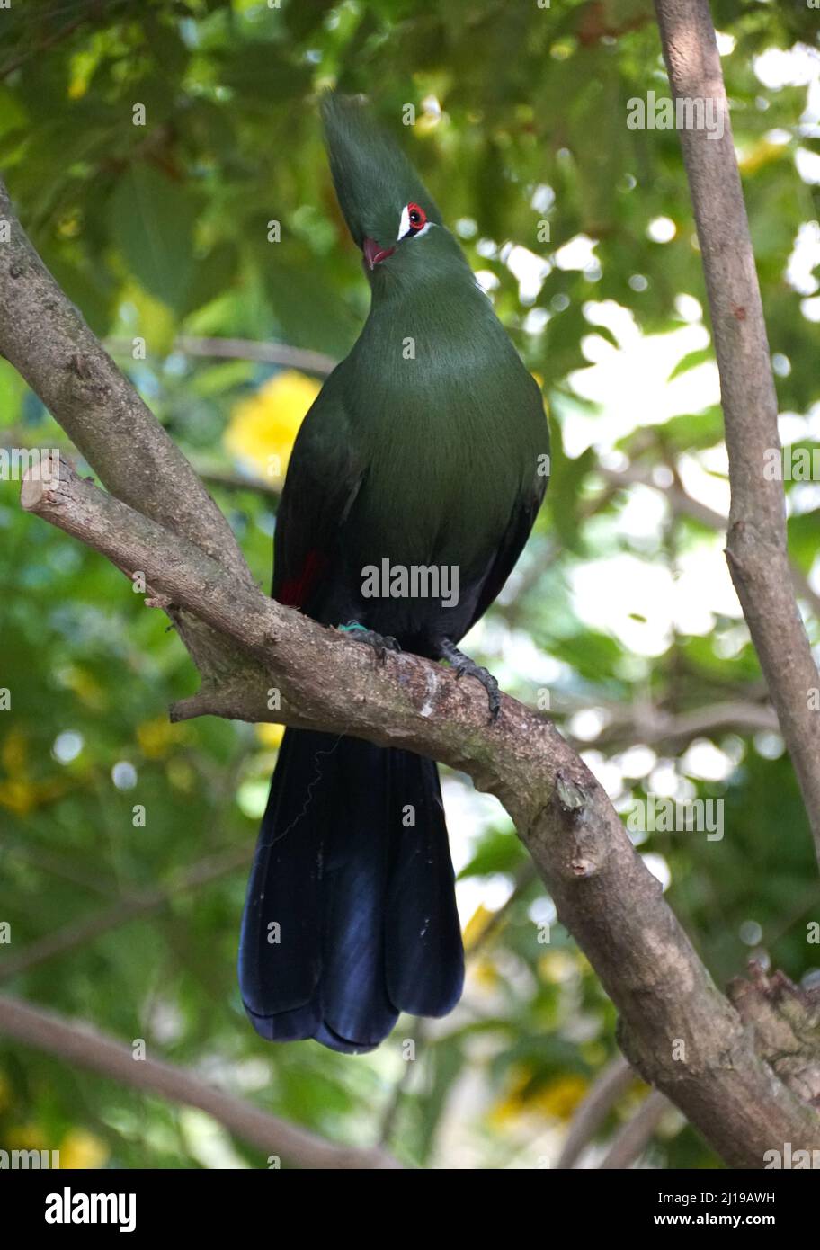 Close up of a beautiful green and white Turaco, originally from South ...