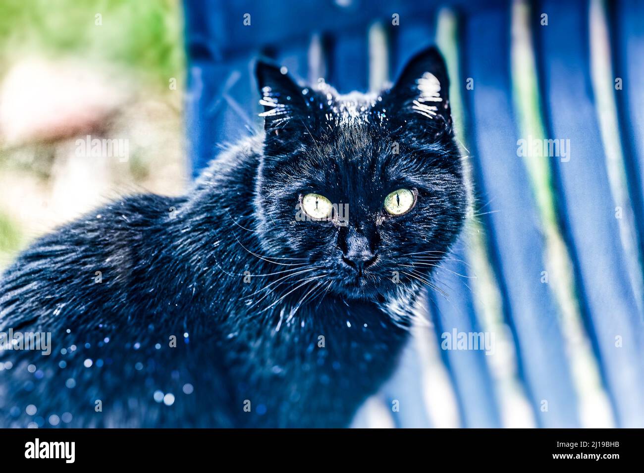 Kater im garden hi-res stock photography and images - Alamy