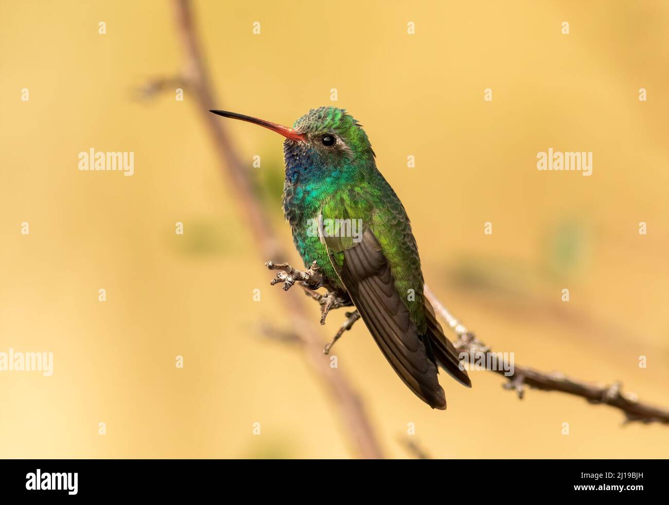 A broad-billed hummingbird perched on a limb near a sugar water feeder ...