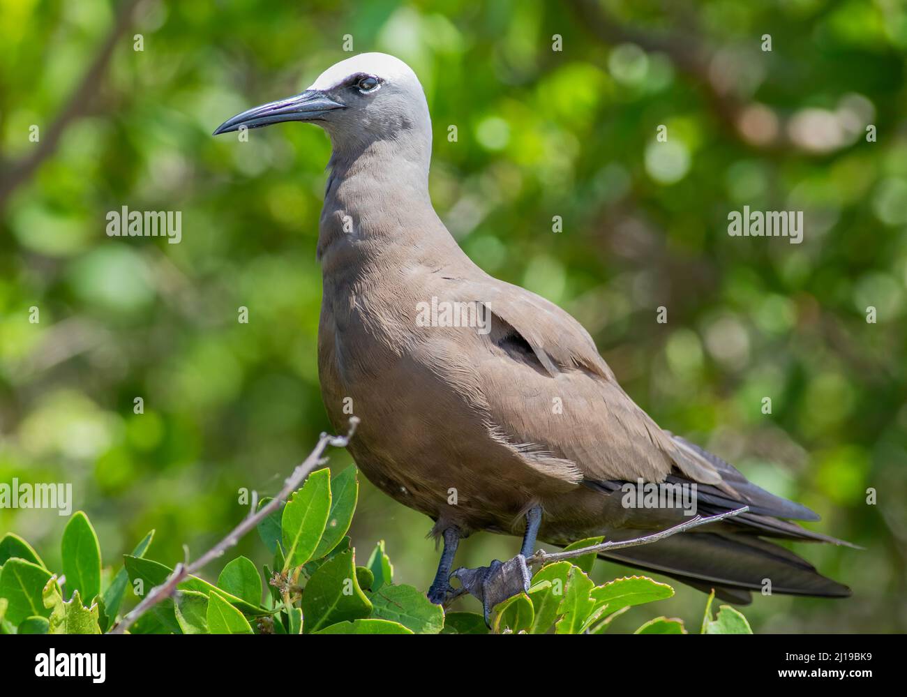 A brown noddy, a pelagic sea bird rests on Garden Key in the Dry ...