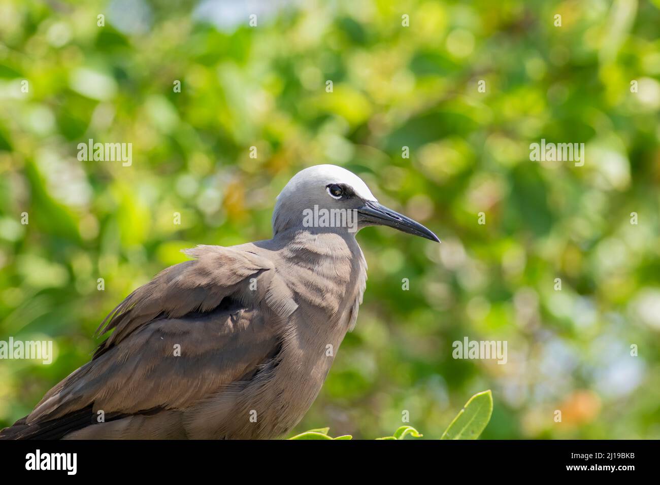 A brown noddy, a pelagic sea bird rests on Garden Key in the Dry ...