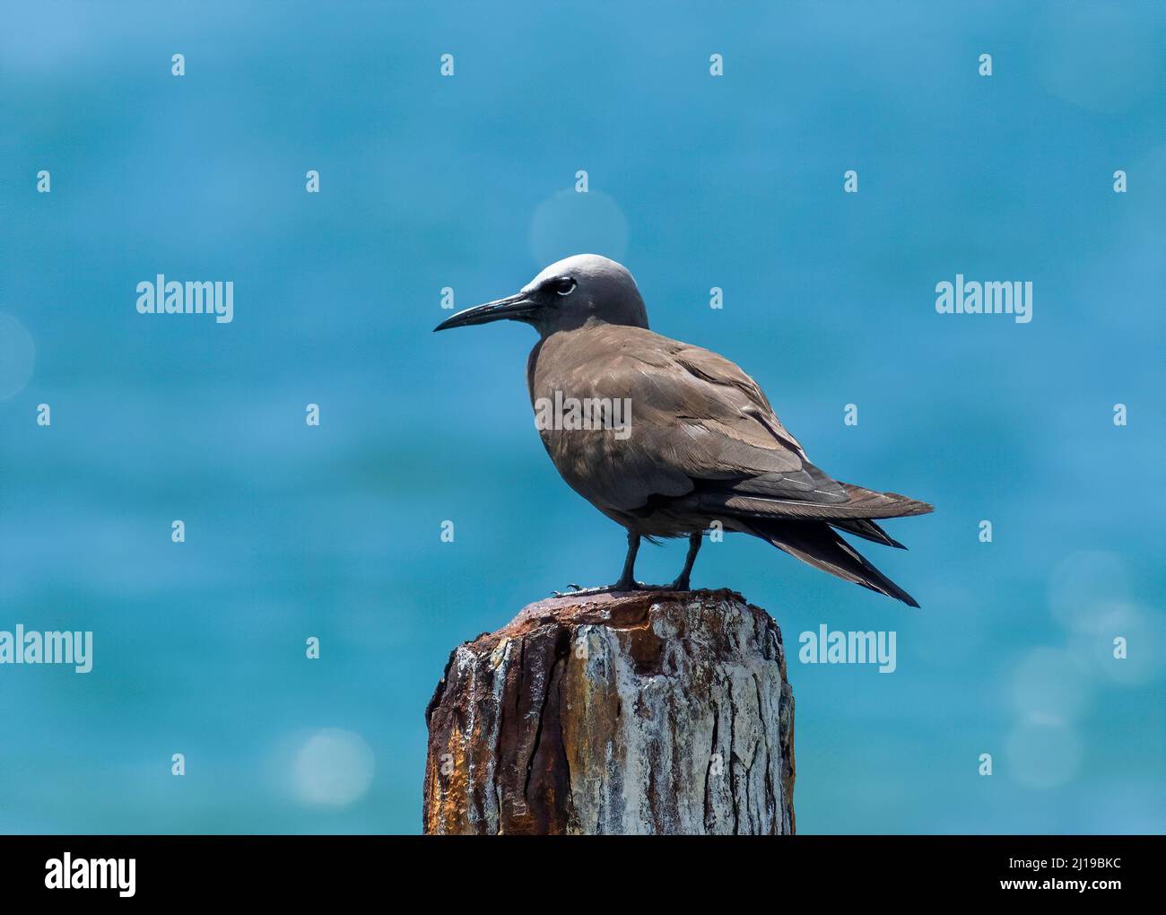 A brown noddy, a pelagic sea bird rests on Garden Key in the Dry ...