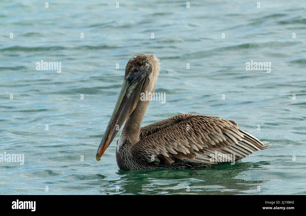A threatened species, the Brown Pelican inhabits the Florida Keys year ...