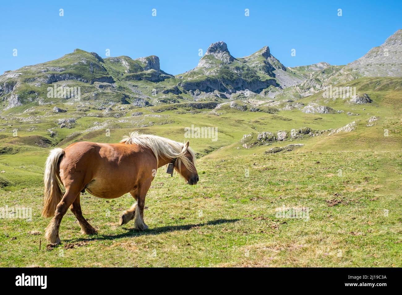 Percheron horse hi-res stock photography and images - Alamy