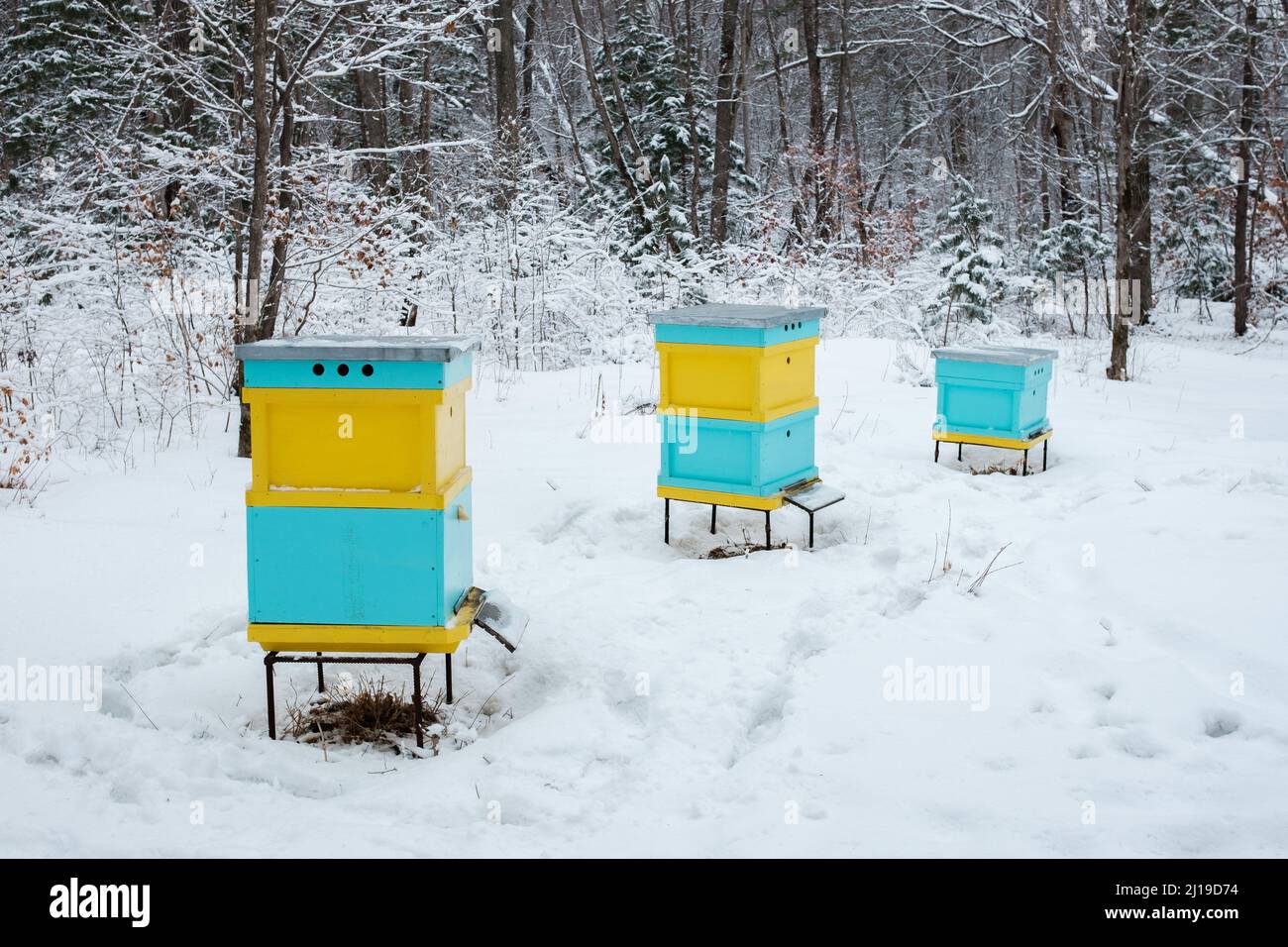 Bee hives in the snow in a forest clearing Stock Photo - Alamy