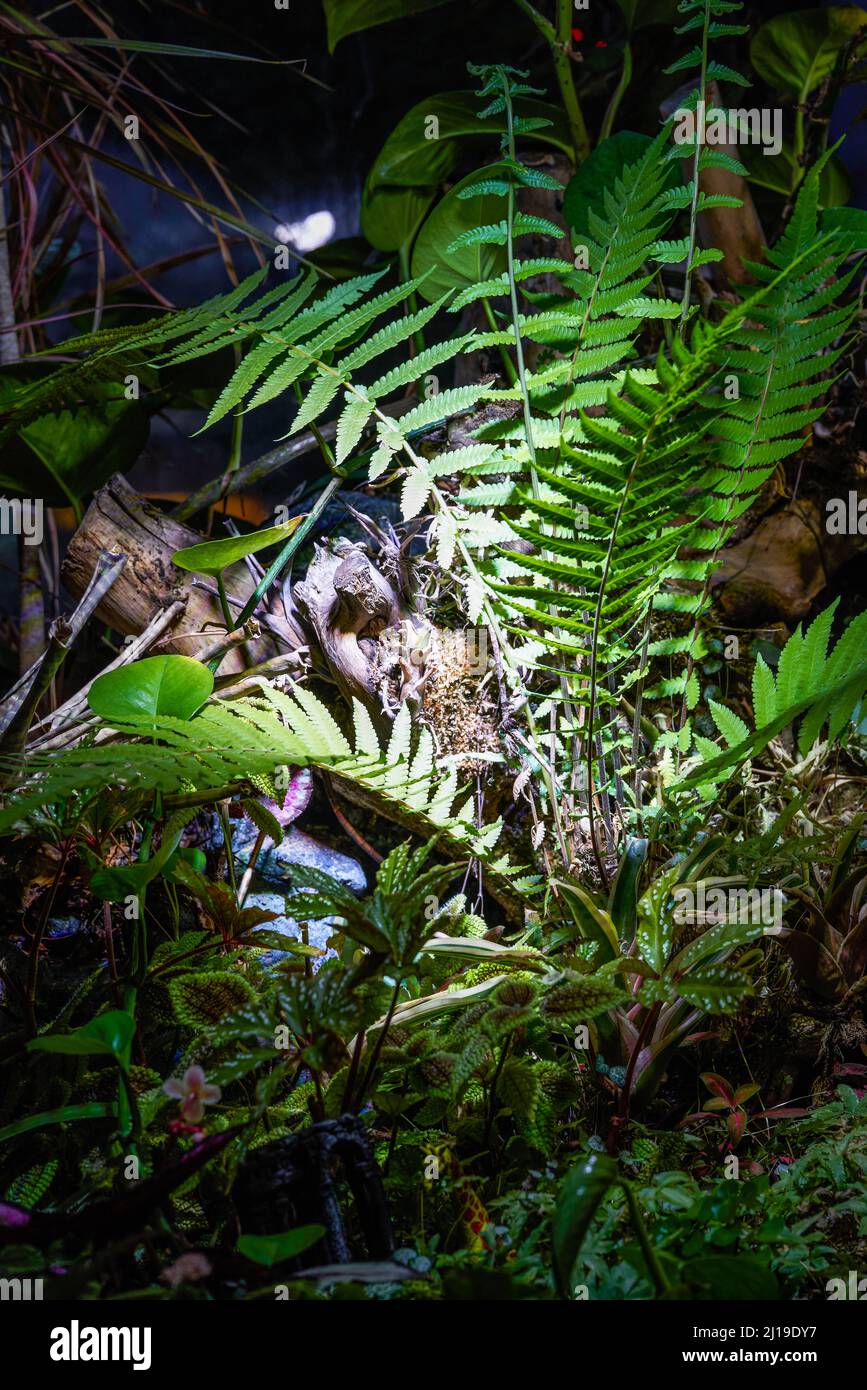 Professional reptile hi-res stock photography and images - Alamy