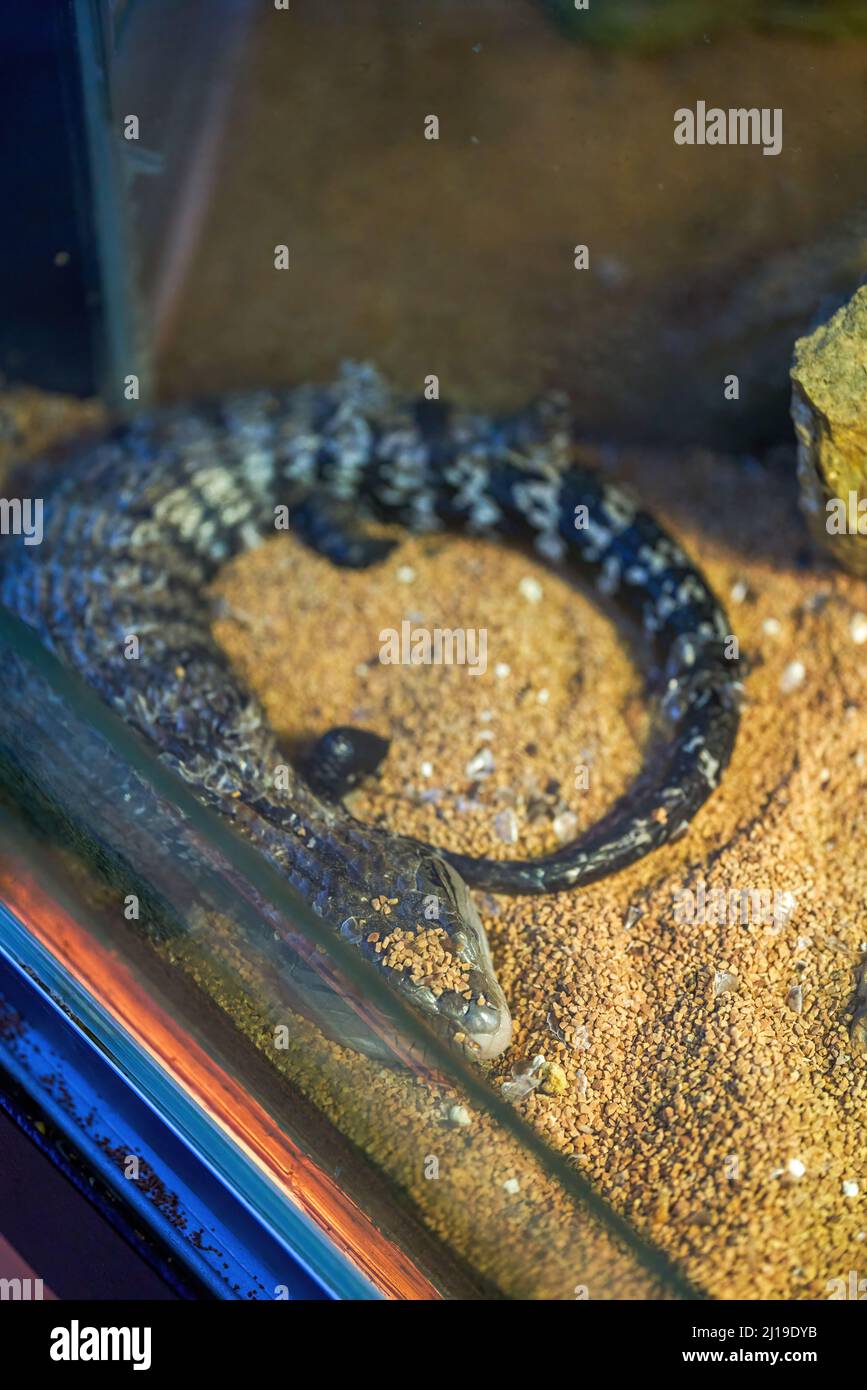 Box of snake venom hi-res stock photography and images - Alamy