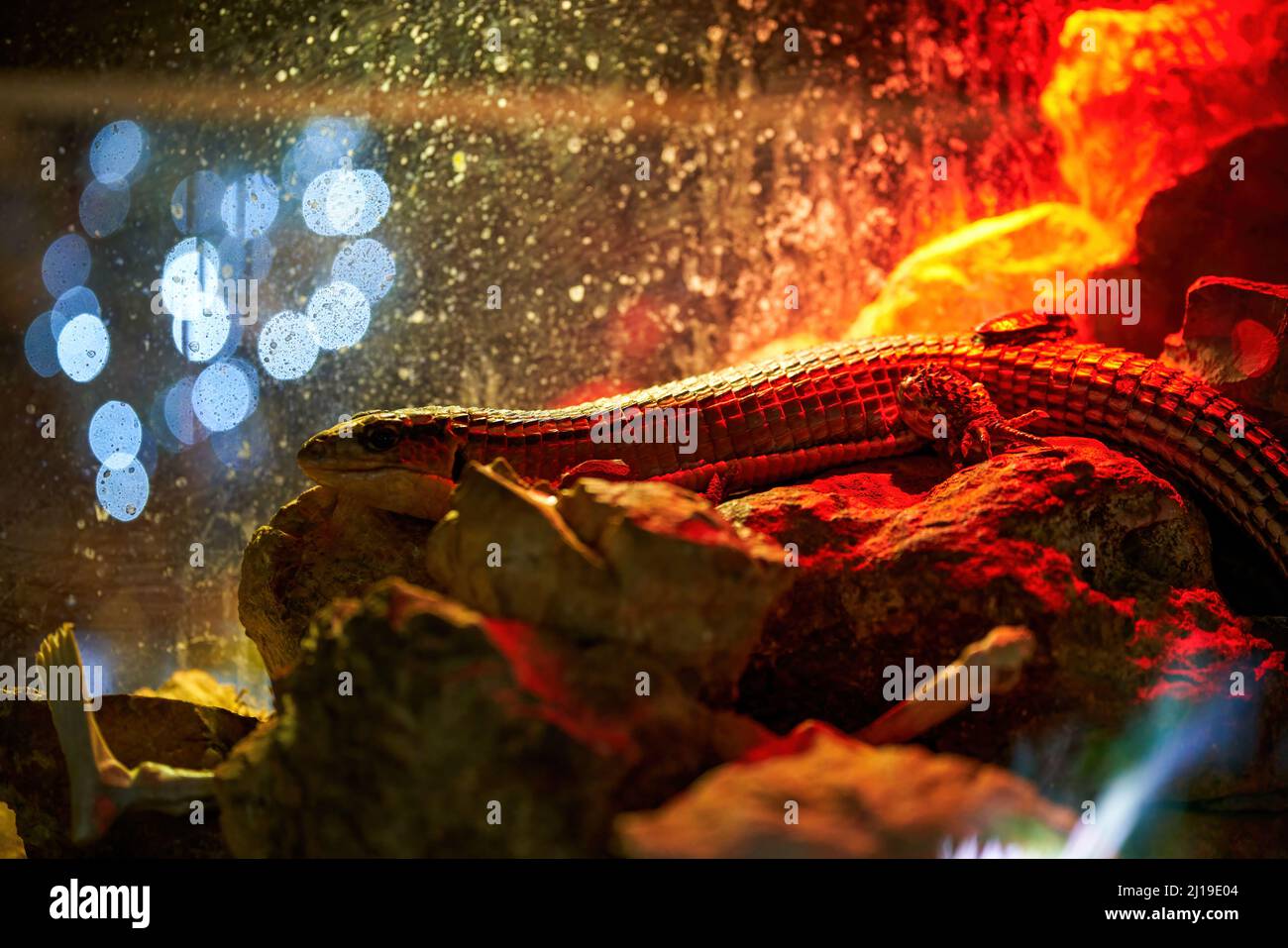 Close-up of pet lizard in reptile breeding box Stock Photo - Alamy