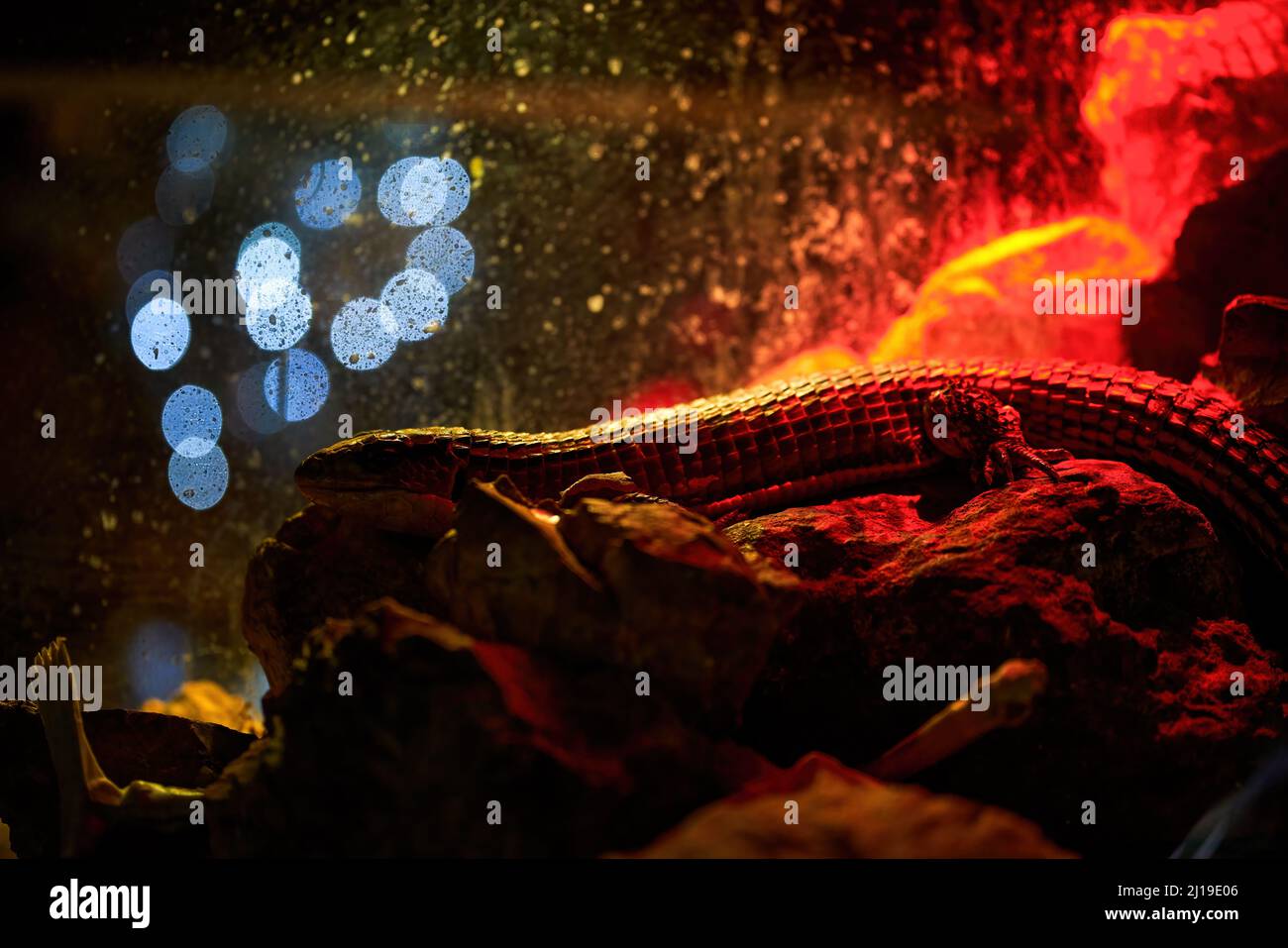 Lizard in box hi-res stock photography and images - Alamy