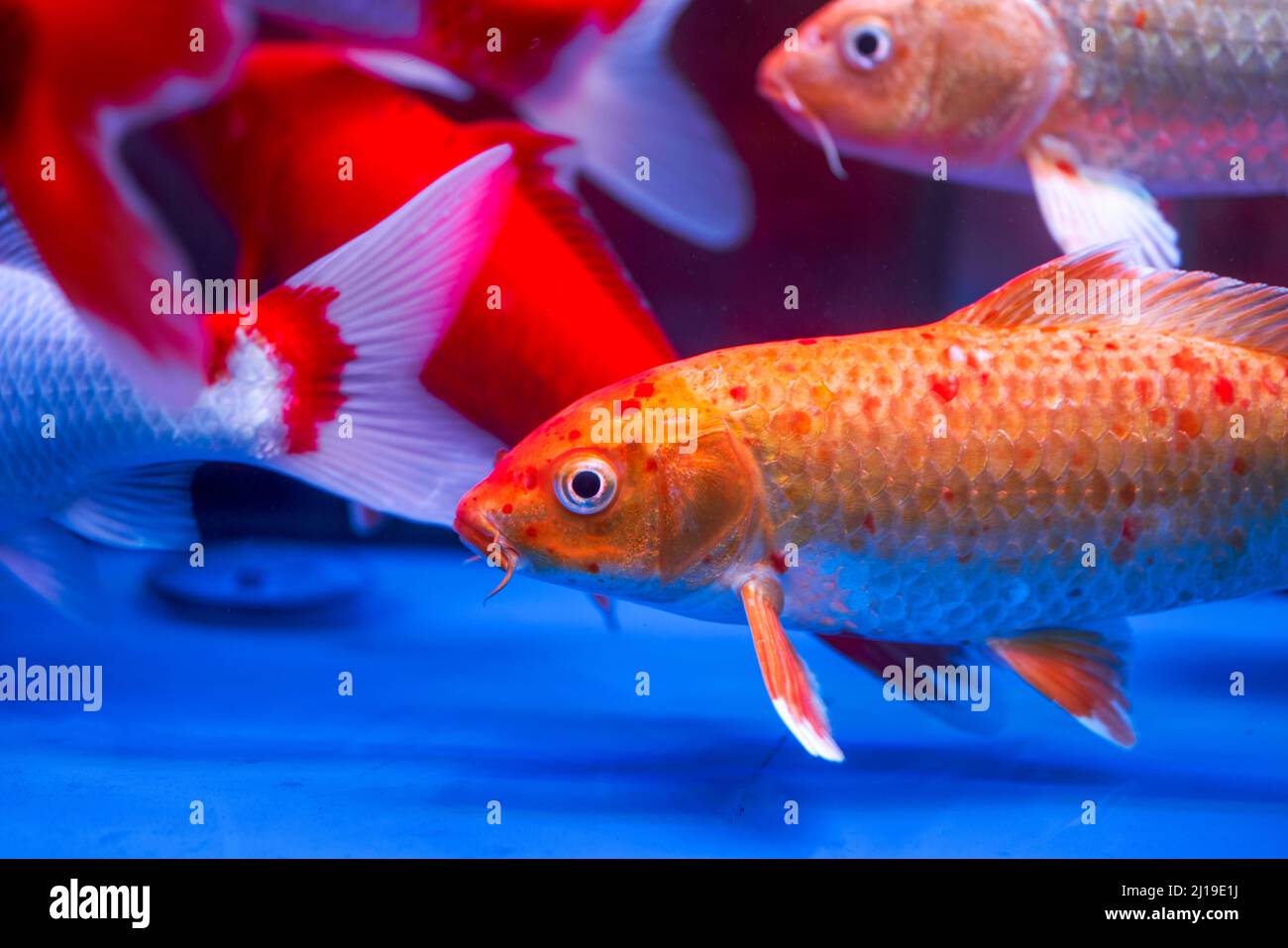 Fishing festival china hi-res stock photography and images - Alamy