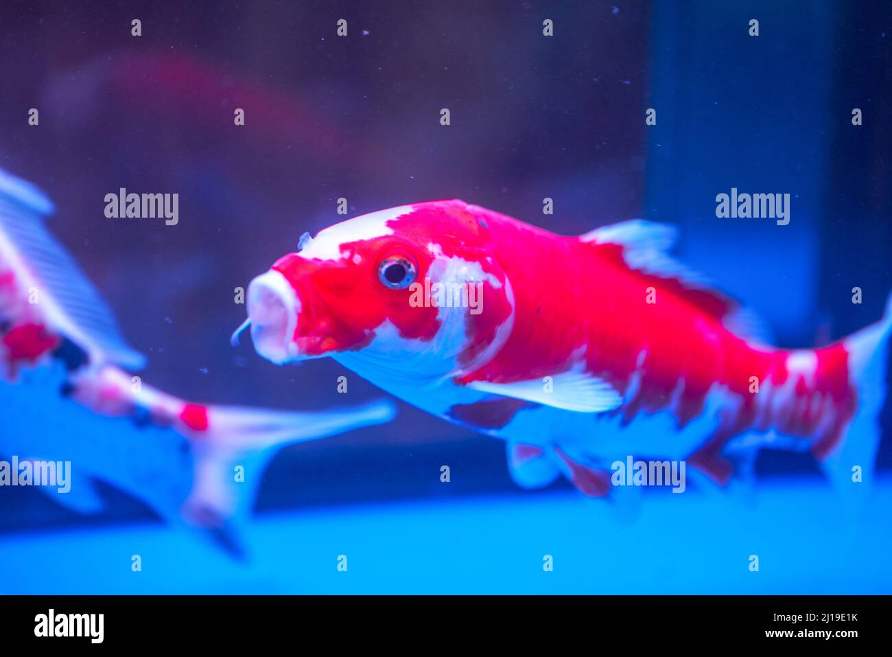 Hangzhou west lake china goldfish park hi-res stock photography and ...