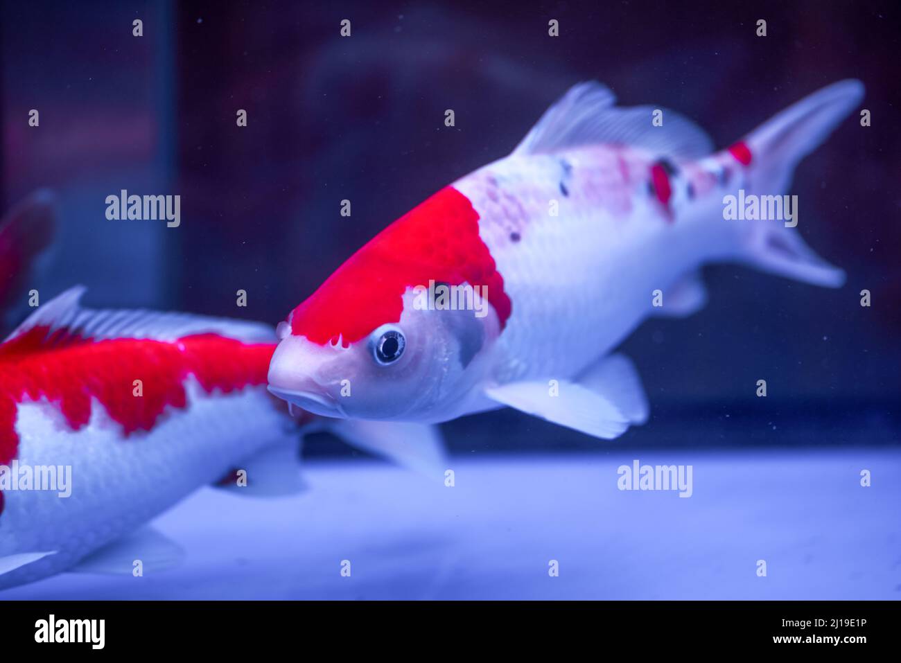 Tank raised fish hi-res stock photography and images - Alamy