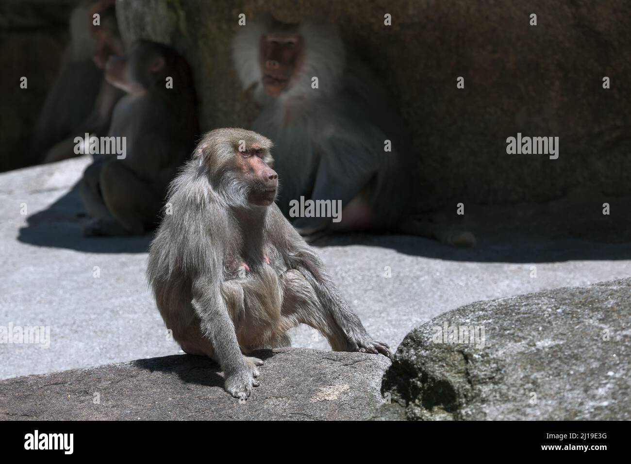 Hamadryas Baboon Habitat . Female Baboons Monkey Stock Photo - Alamy