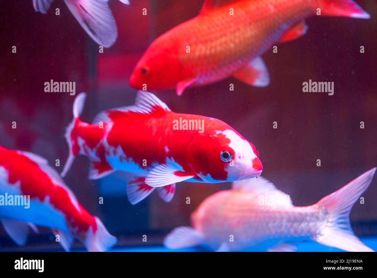Koi Carp Fish In Aquarium