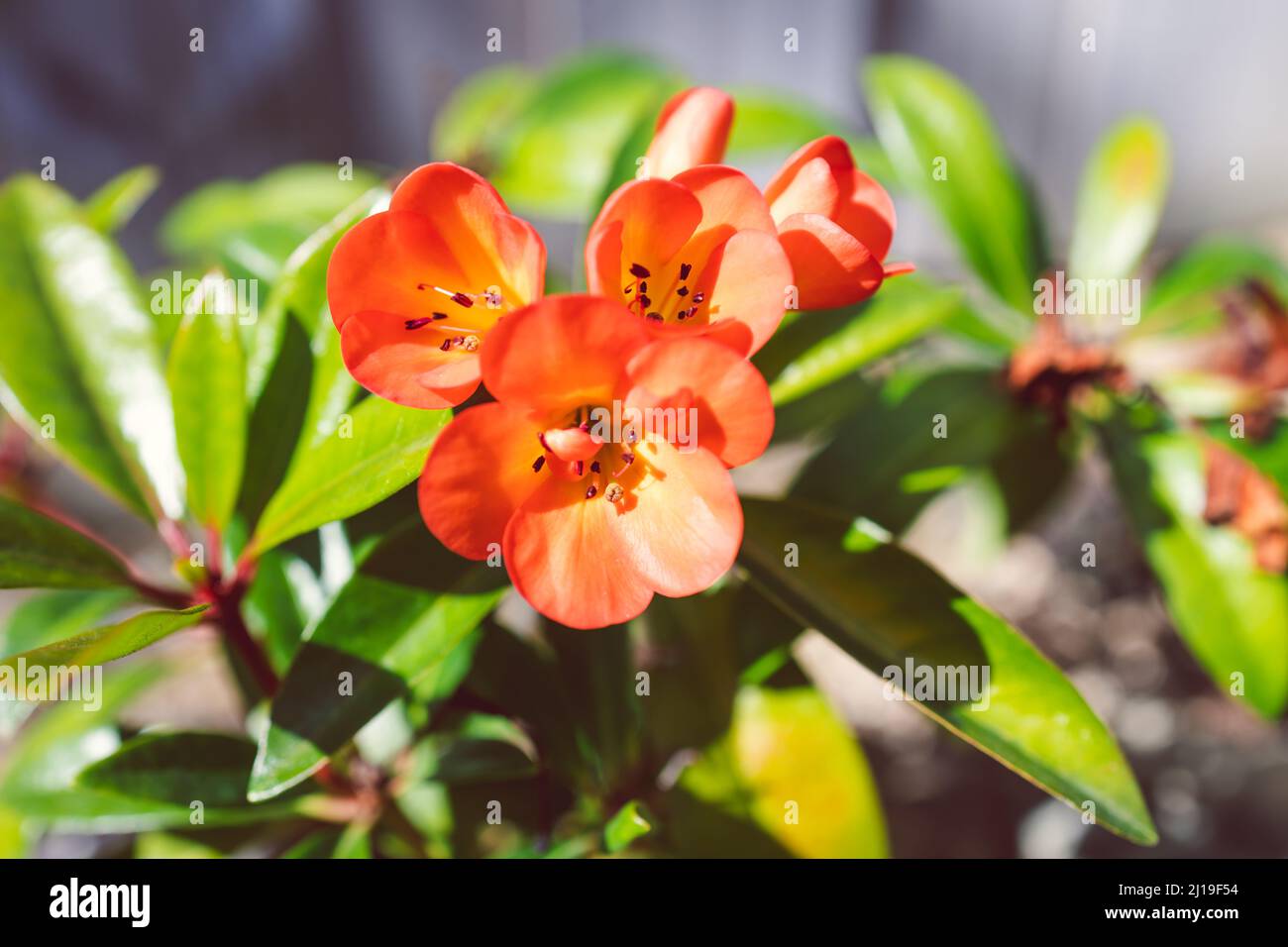 close-up of orange vireya rhododendron plant with coral flowers outdoor ...