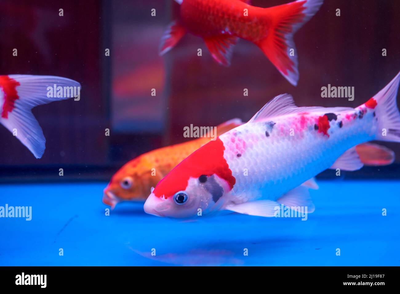Koi Carp Fish In Aquarium