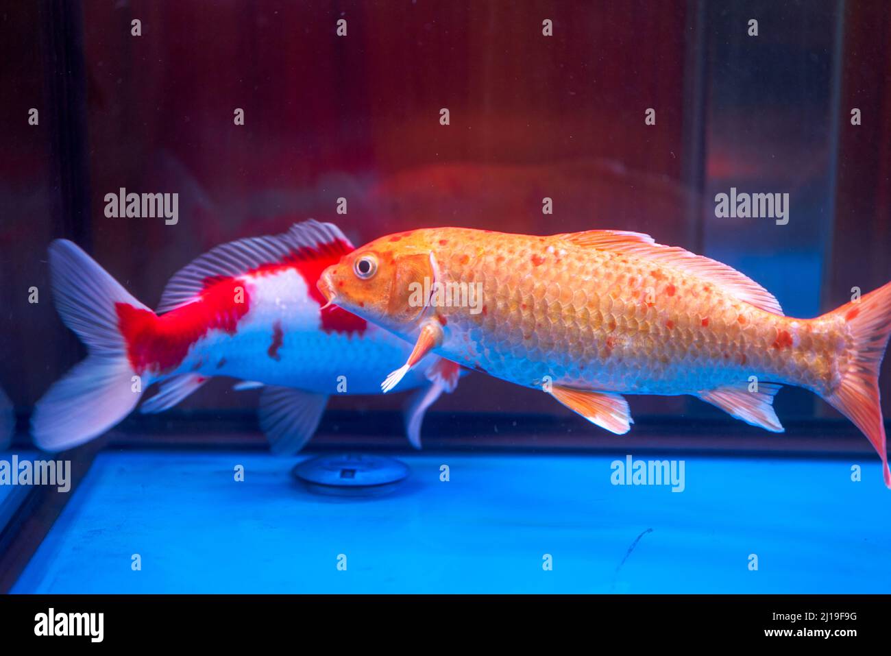 Close-up of big koi carp raised in professional fish tank Stock Photo ...