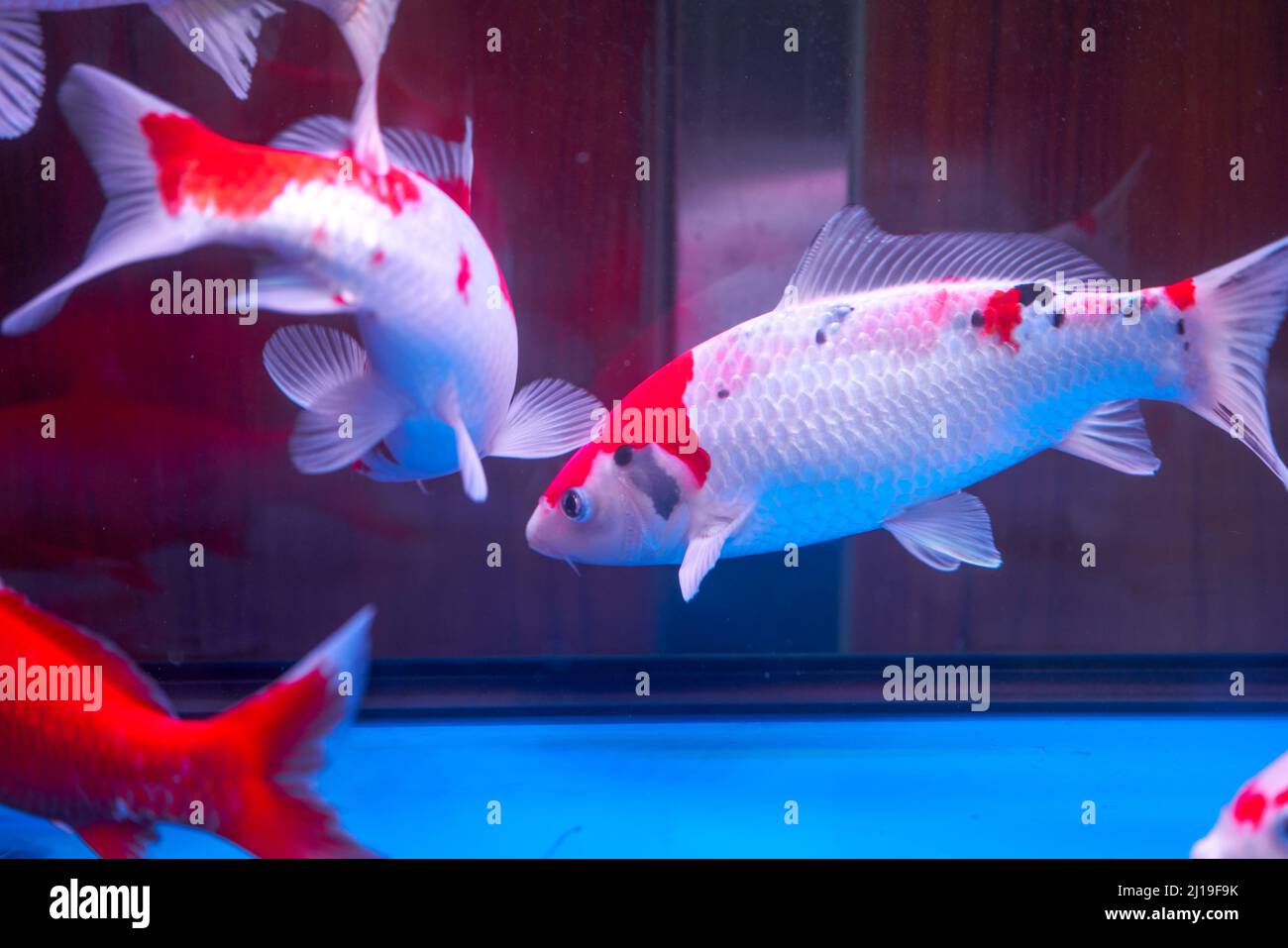 Japanese Koi Fish Tank