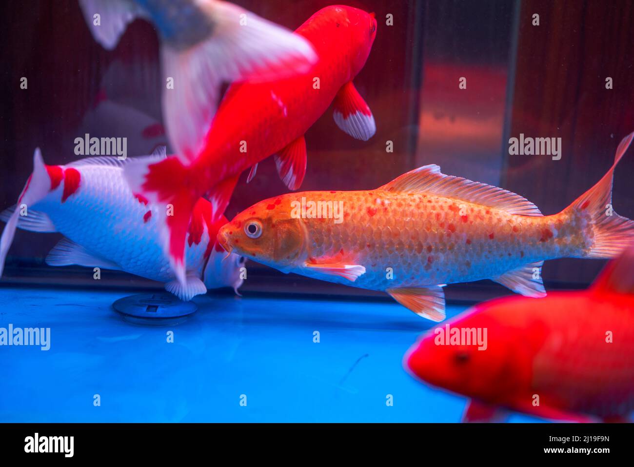 Tank raised fish hi-res stock photography and images - Alamy