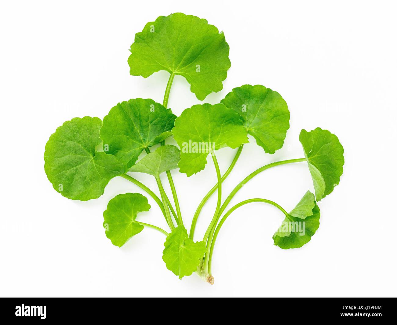 Close up centella asiatica leaves with rain drop isolated on white ...